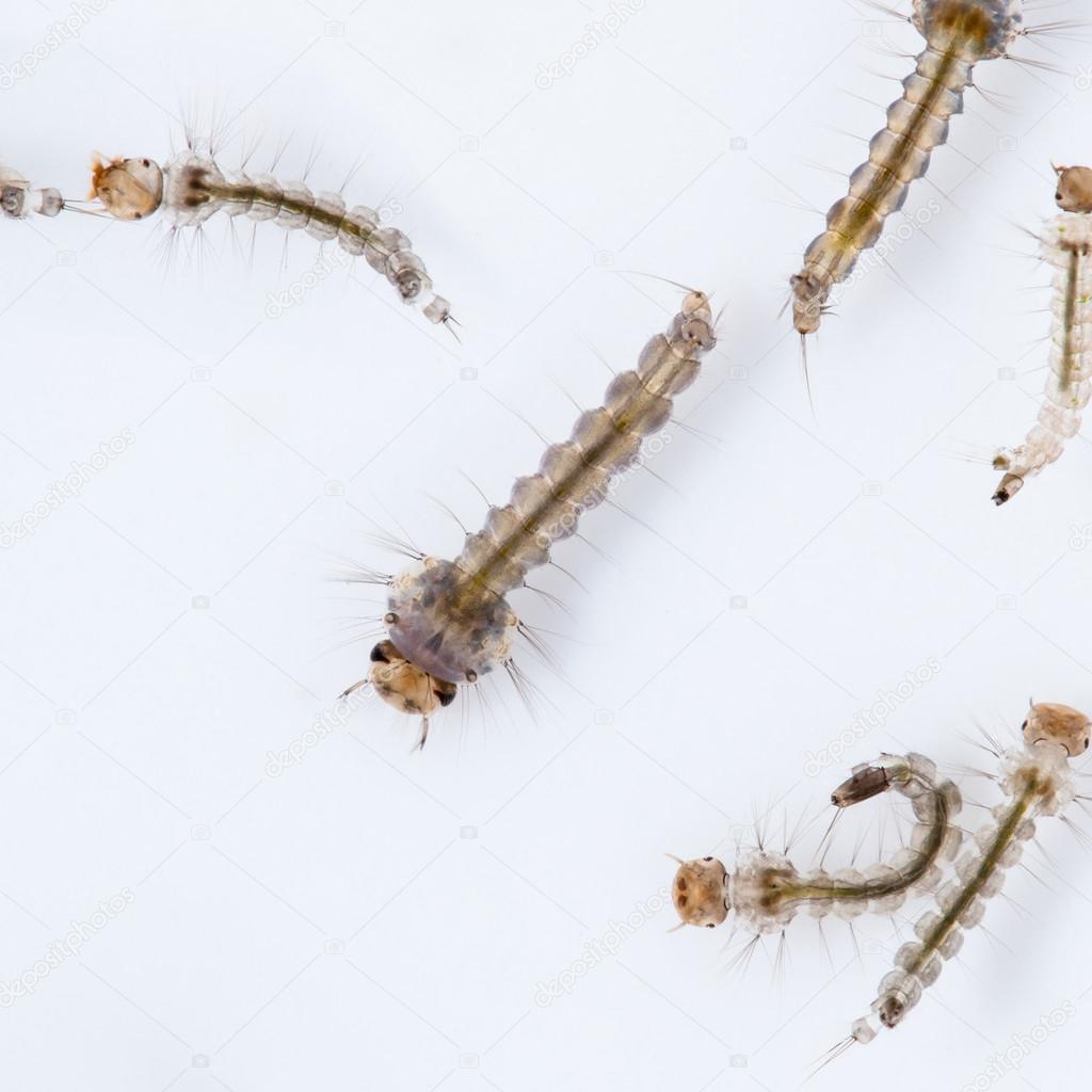 Mosquito larva closeup — Stock Photo © AEyZRiO #98364066