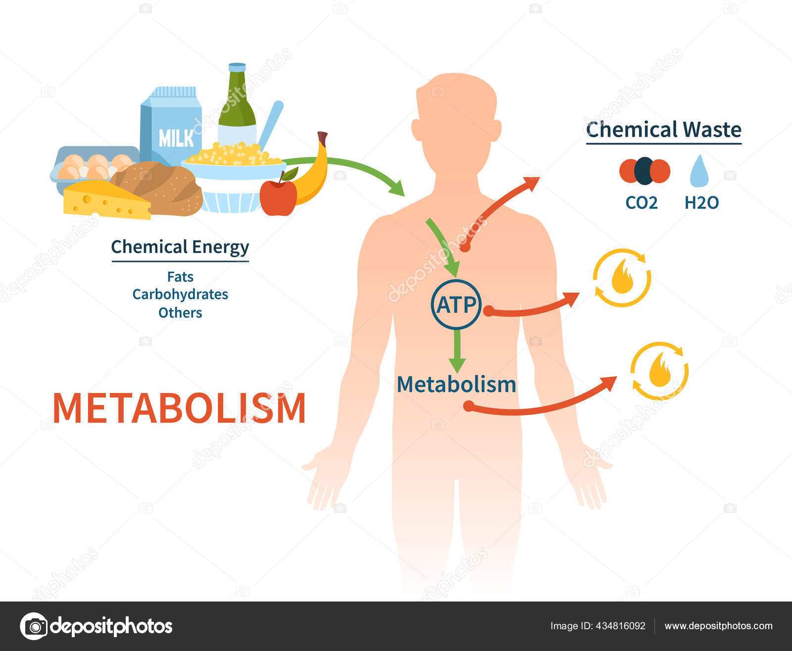 Metabolismo humano vector banner. Vector de stock #434816092 de ©mentalmind