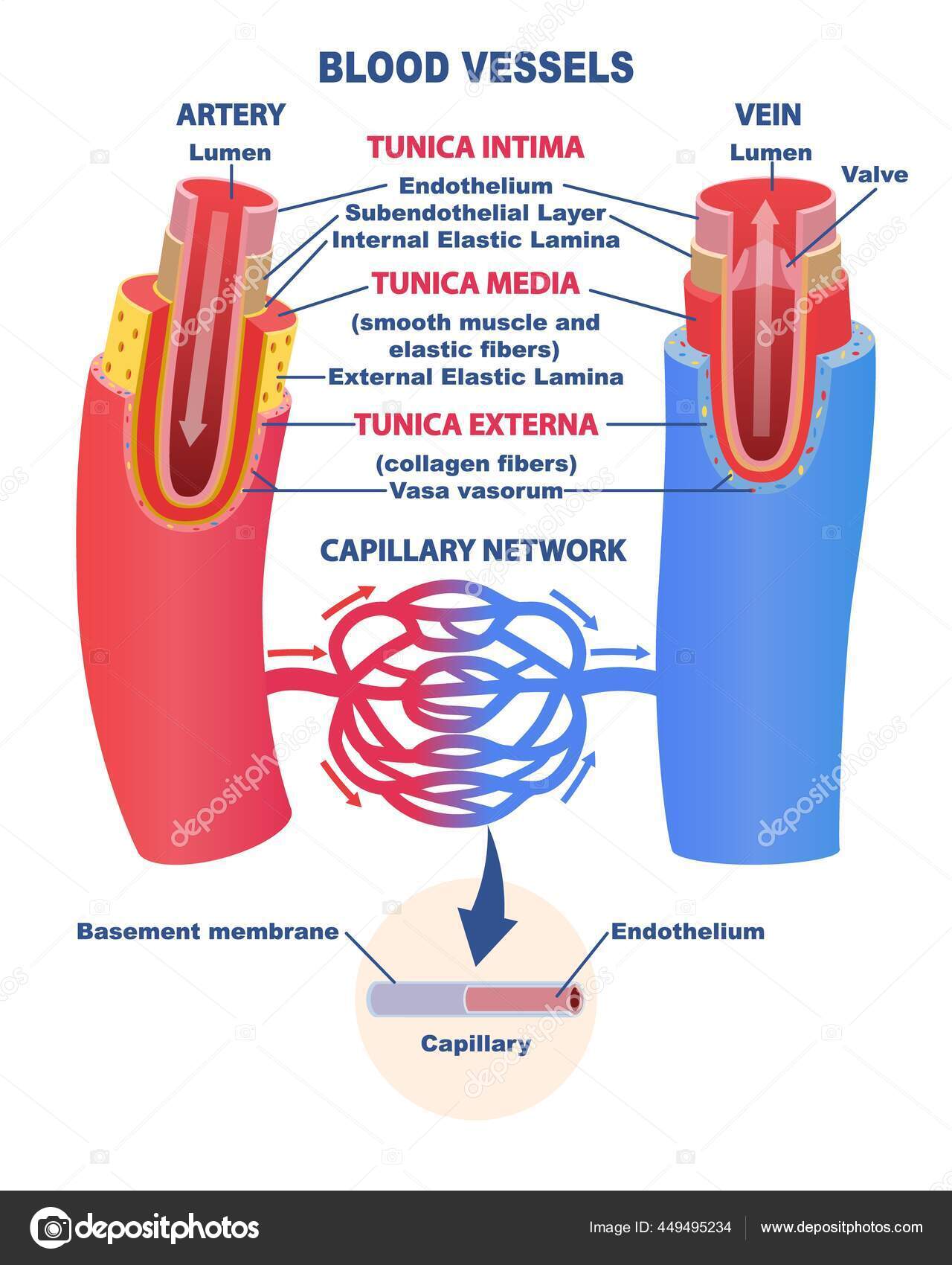 Blood vessels educational banner or poster Stock Vector by ©mentalmind ...
