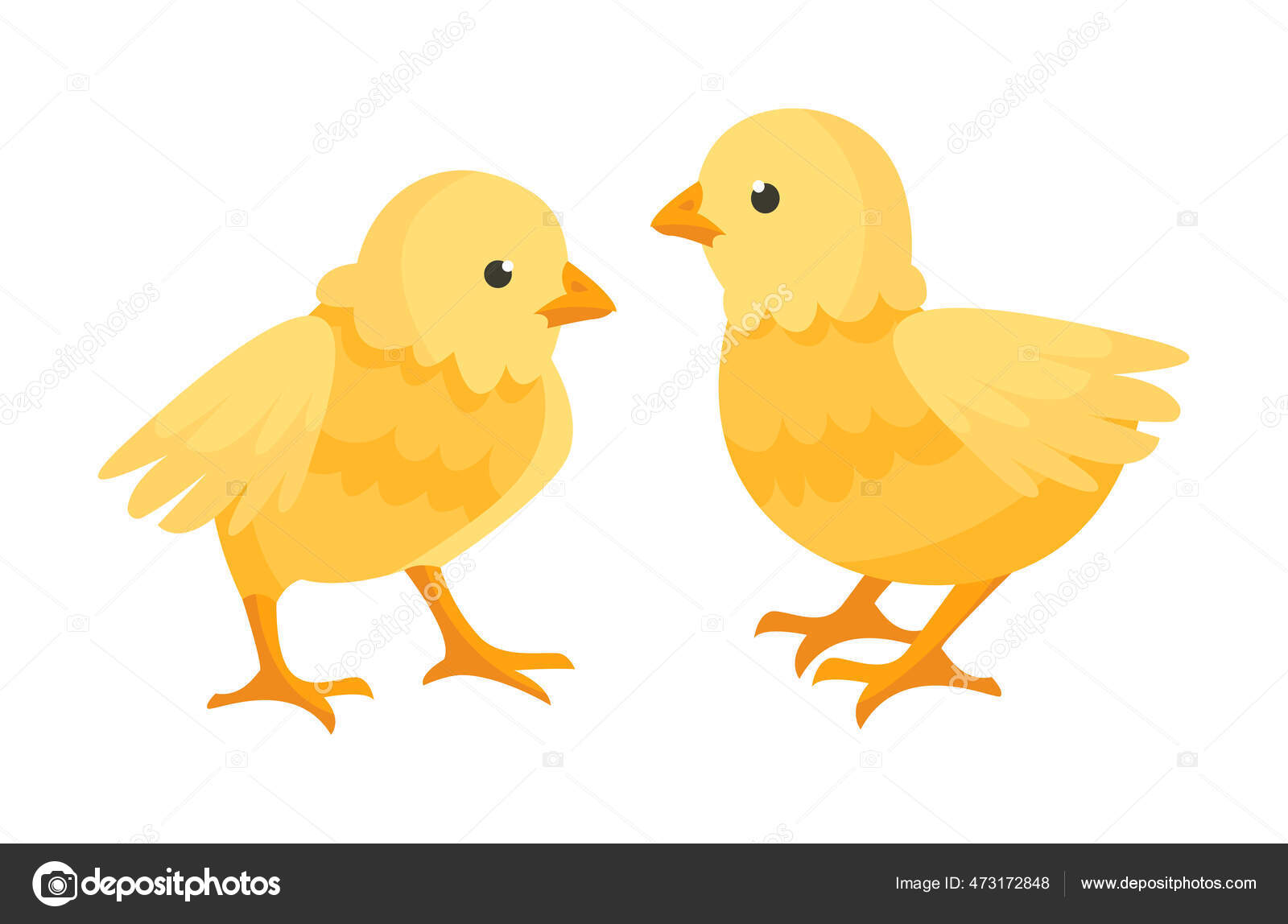 Dos pollitos lindos están parados juntos sobre fondo blanco Vector de ...