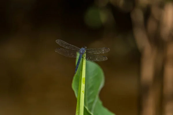 Dragonfly in nature fotos de stock, imágenes de Dragonfly in nature sin ...