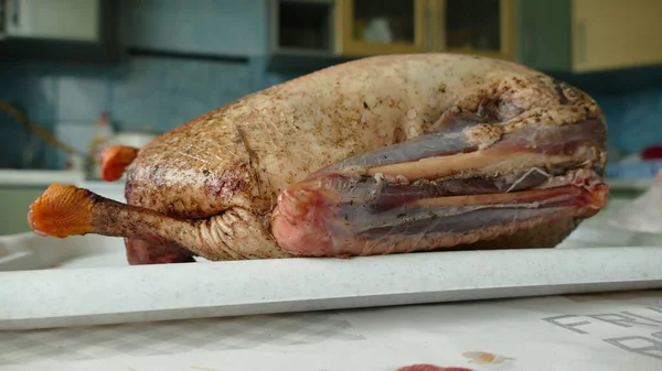 Scared turkey Stock Photos, Royalty Free Scared turkey Images ...