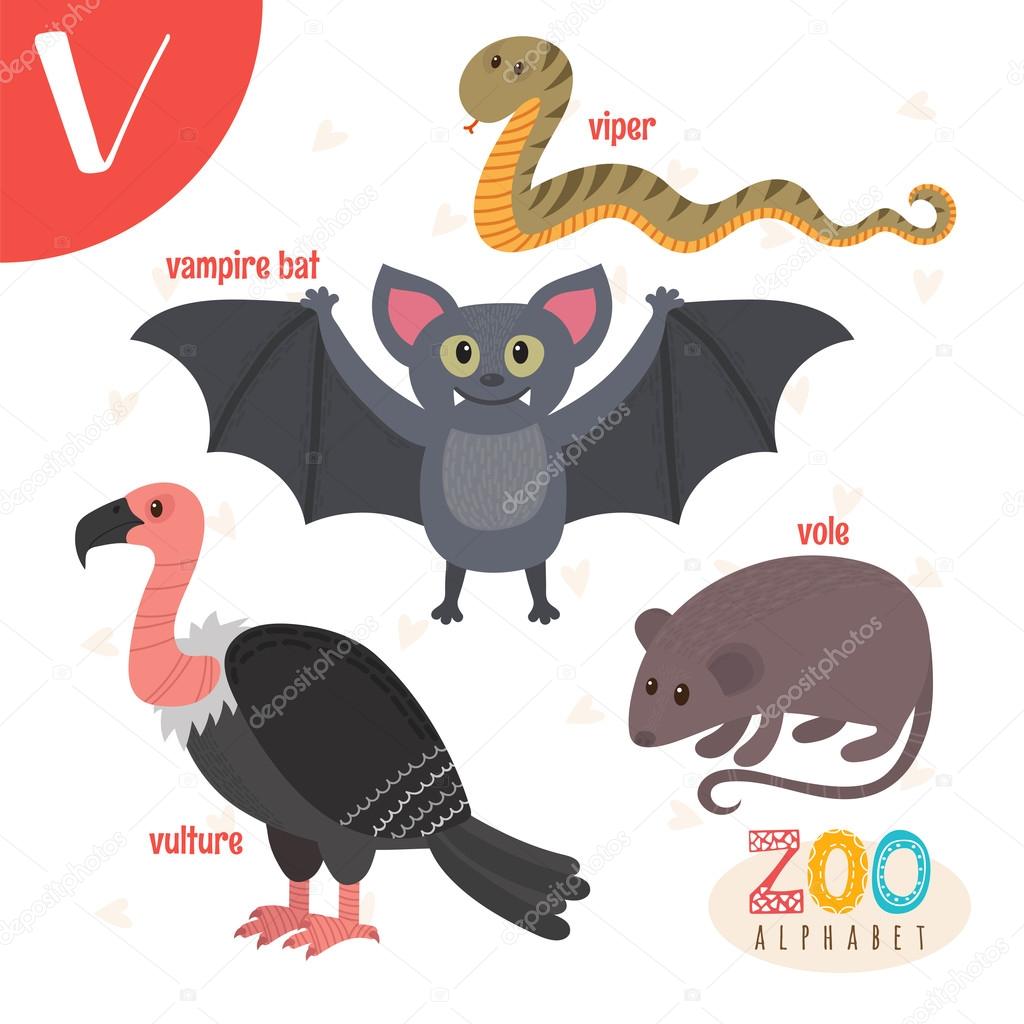 Animals That Start With V For Kids