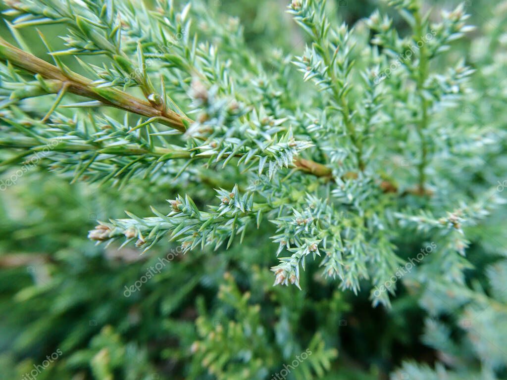 Verde Juniperus chinensis macro pino árbol siempreverde rama superior agujas fondo detalles ...
