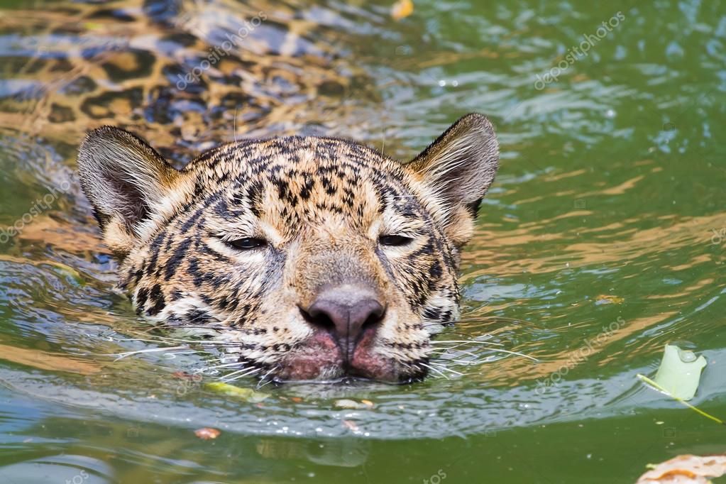 Leopard was swimming — Stock Photo © nattanan726 #83888052