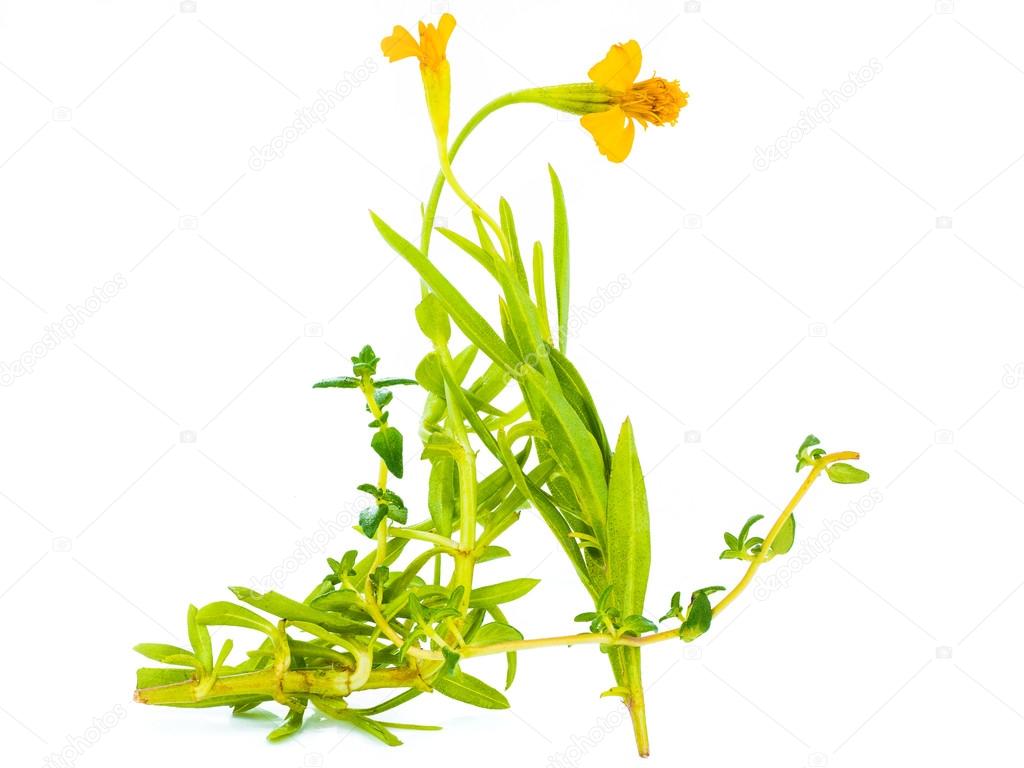 hojas de especias de hierbas y su nombre de la flor: estragón, aislado 2023