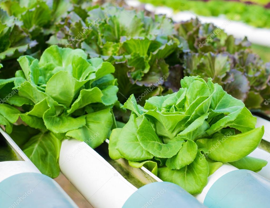 Vegetable on the modern plantation farm Stock Photo by ©missisya 122905030