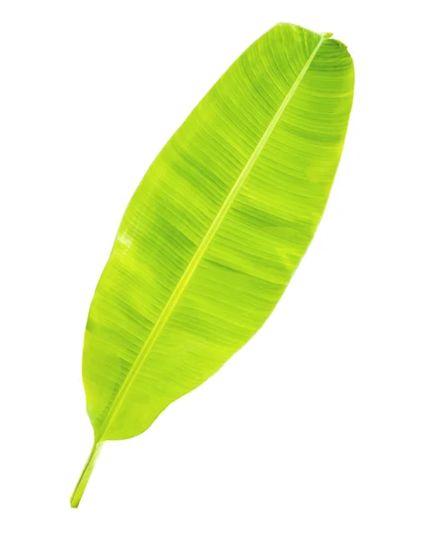 Bale leaves Stock Photos, Royalty Free Bale leaves Images | Depositphotos