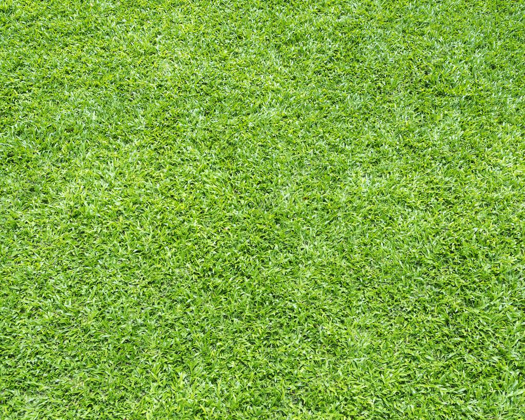 Green grass texture background Stock Photo by ©missisya 53327879