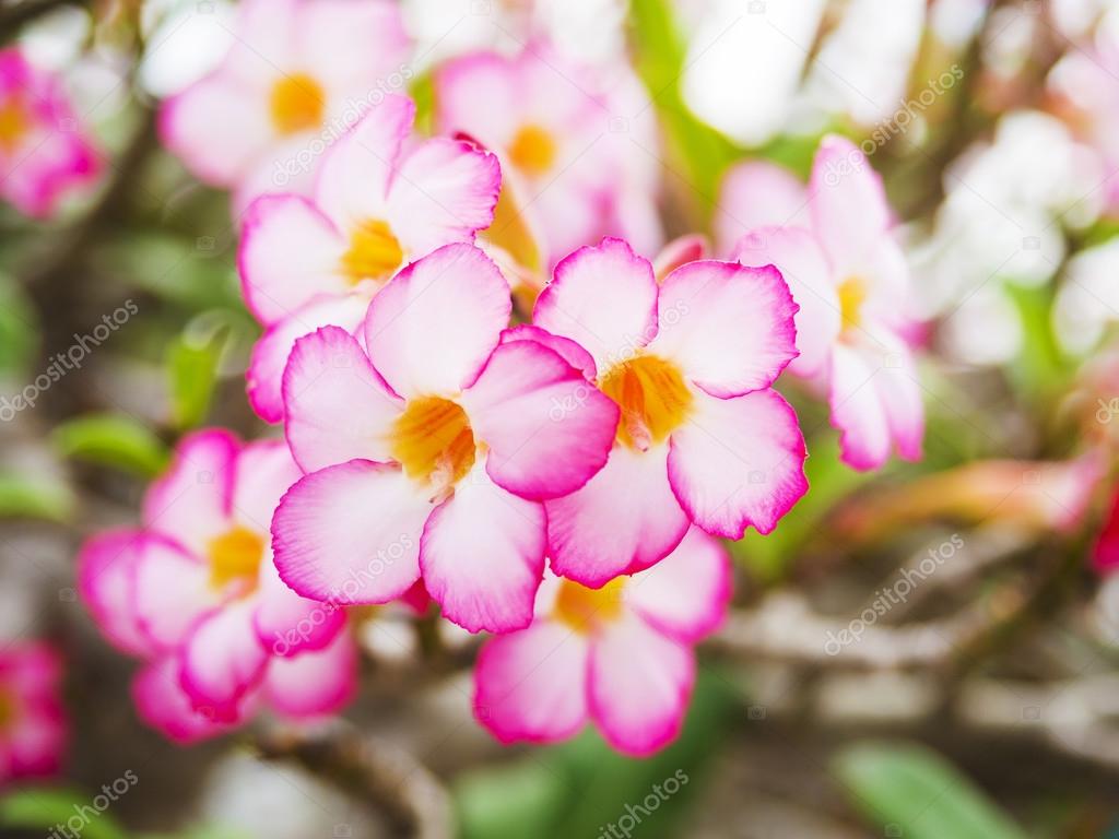 Adenium obesum tree also known as Desert Rose — Stock Photo © missisya ...