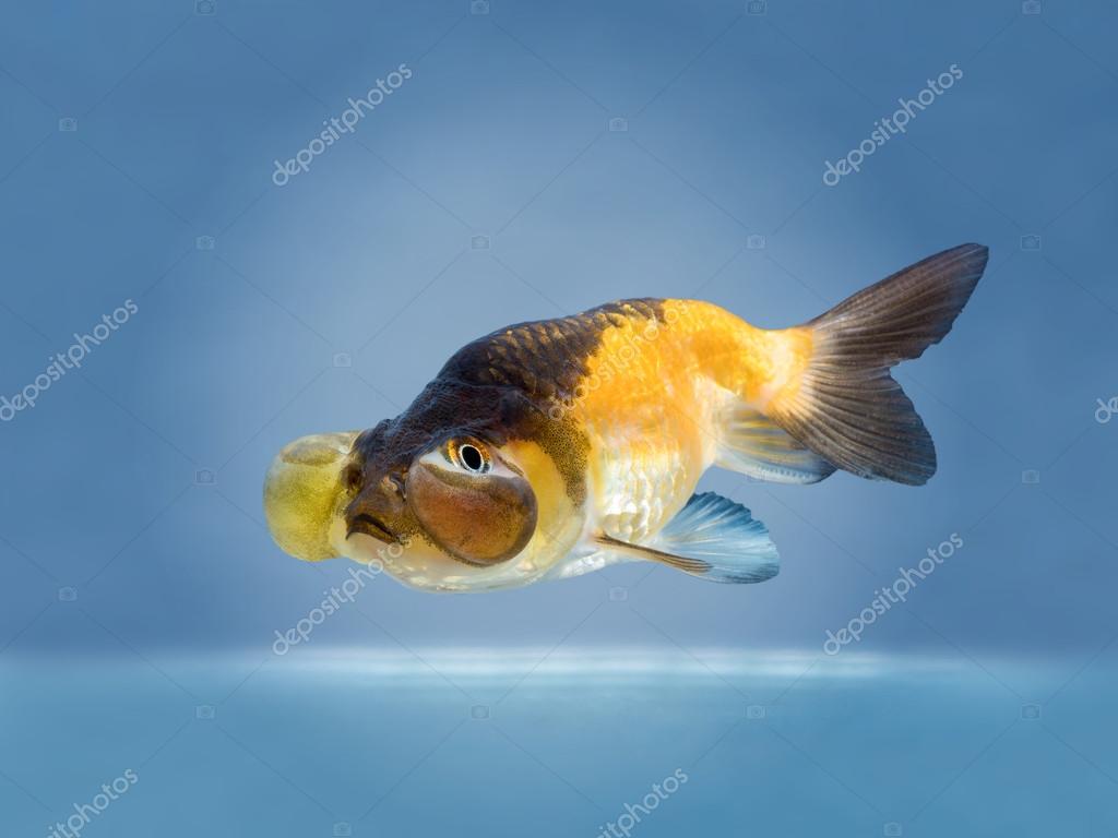 Beautiful golden fish bubble eye on bright blue background — Stock ...