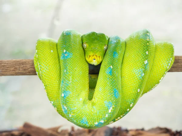Green tree python snake ⬇ Stock Photo, Image by © mcgphoto #2425774
