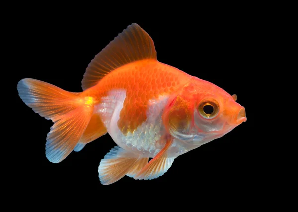 Pearlscale Goldfish Face — Stock Photo © ammmit #88023768