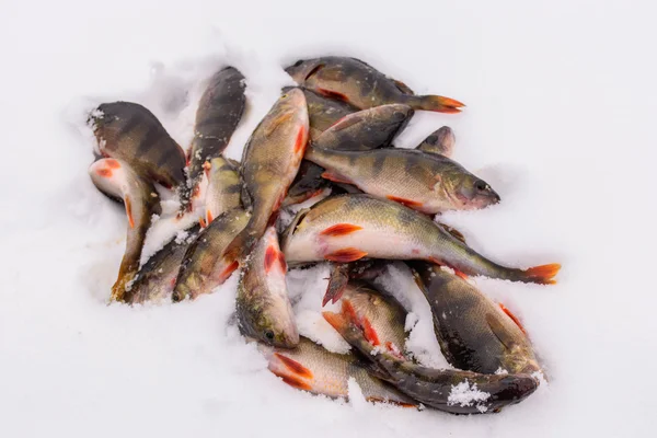 Fishing on a spinning winter. Catch spinning. Fish caught on the ground ...