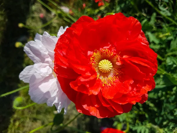 Joan roig i sol Stock Photos, Royalty Free Joan roig i sol Images ...