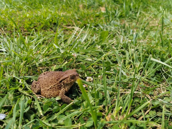 Pasatiempo sapo Stock Photos, Royalty Free Pasatiempo sapo Images ...