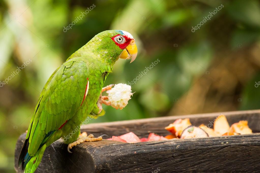 Portrait of White-fronted Parrot — Stock Photo © AndyCandy #52826291