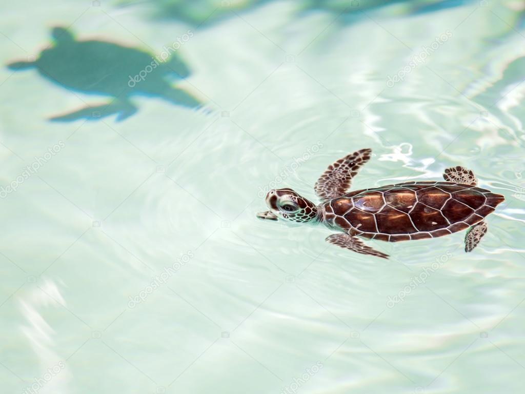 Baby Turtle Swimming