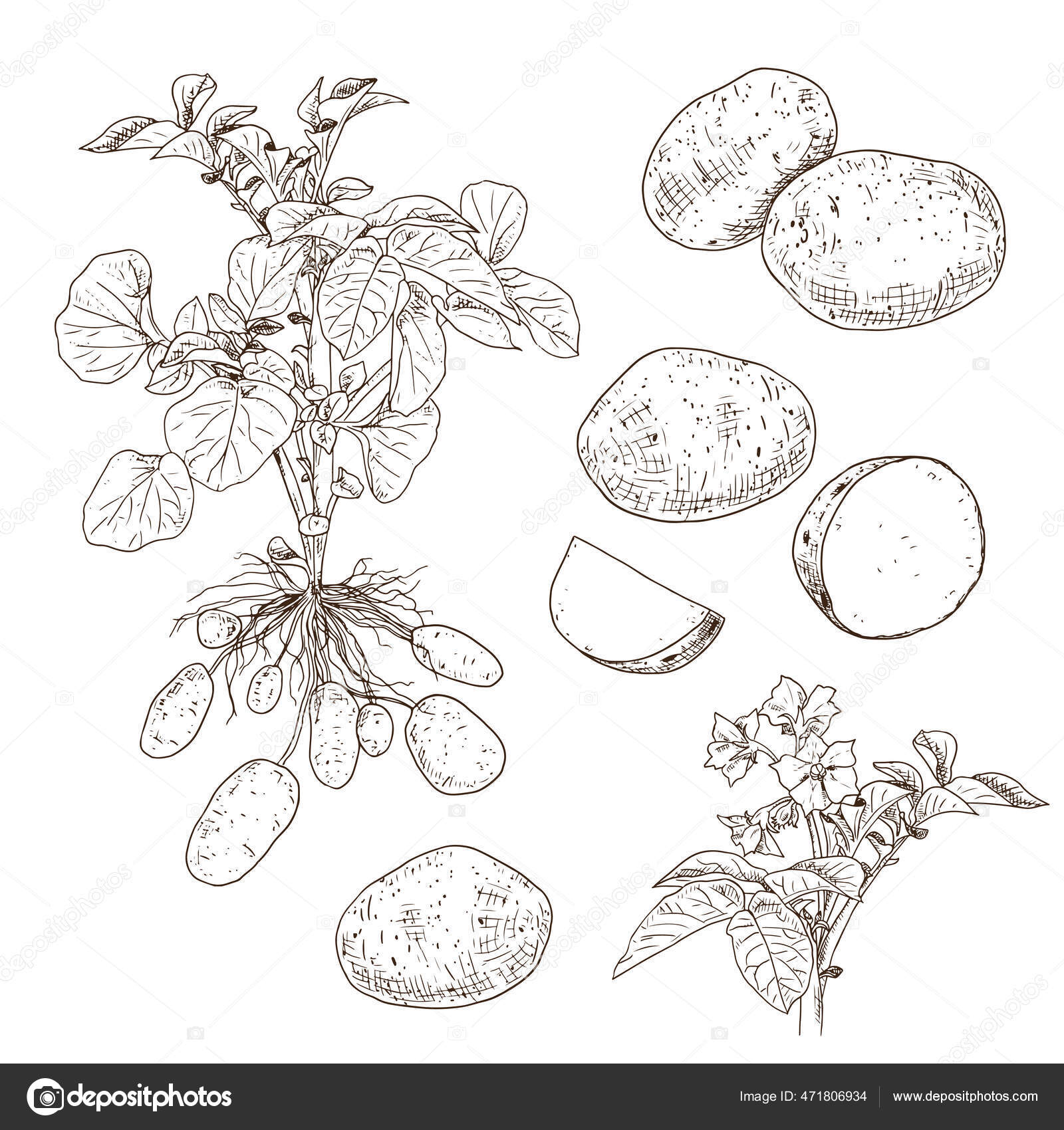 Potato Plant Drawing