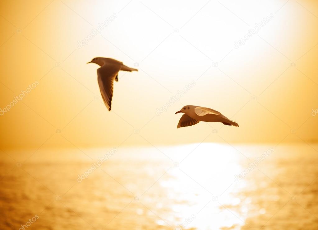 Birds flying over the sea — Stock Photo © sashk0 #76773863