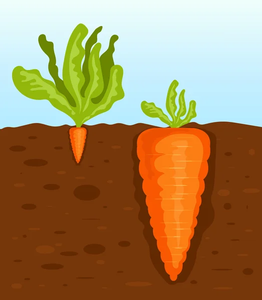 Big small carrot Vector Art Stock Images | Depositphotos