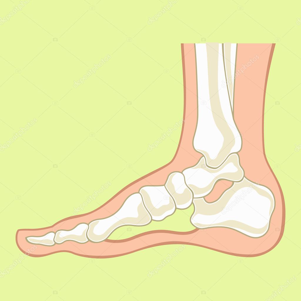 Foot Front View Drawing