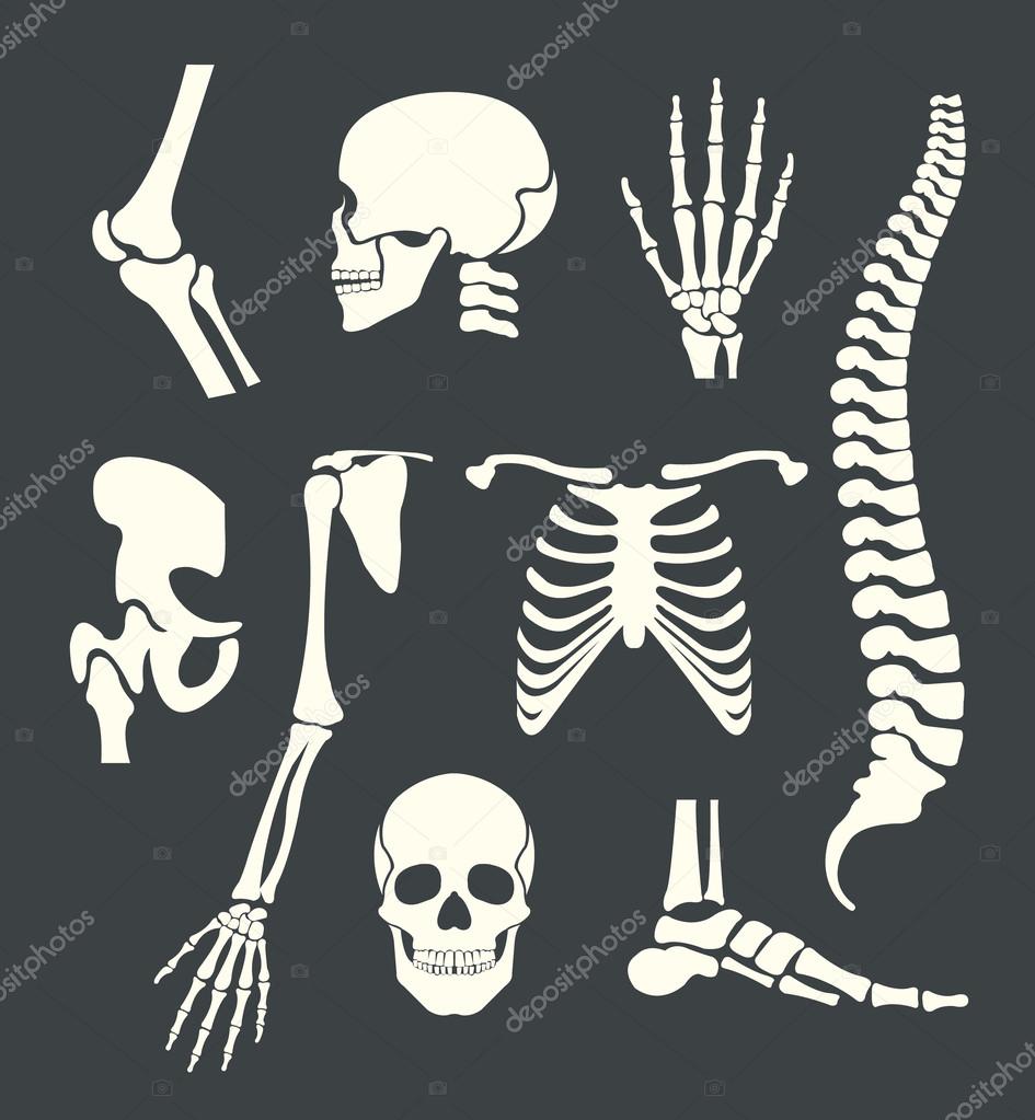 Human skeleton. Vector white illustration set Stock Vector Image by ...