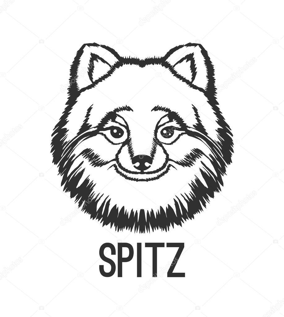 Spitz vector logo negro icono ilustración Vector de stock por ...