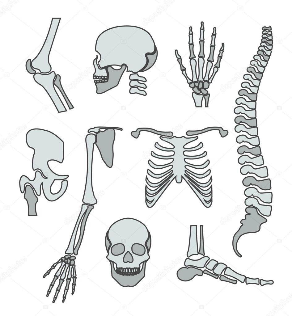 Human skeleton. Vector flat line illustration set Stock Vector Image by ...