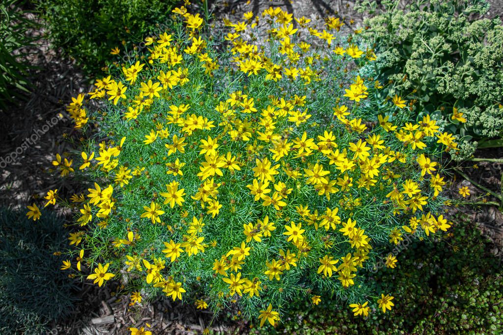 Llamados Threadleaf Coreopsis verticillata son flores popularmente ...