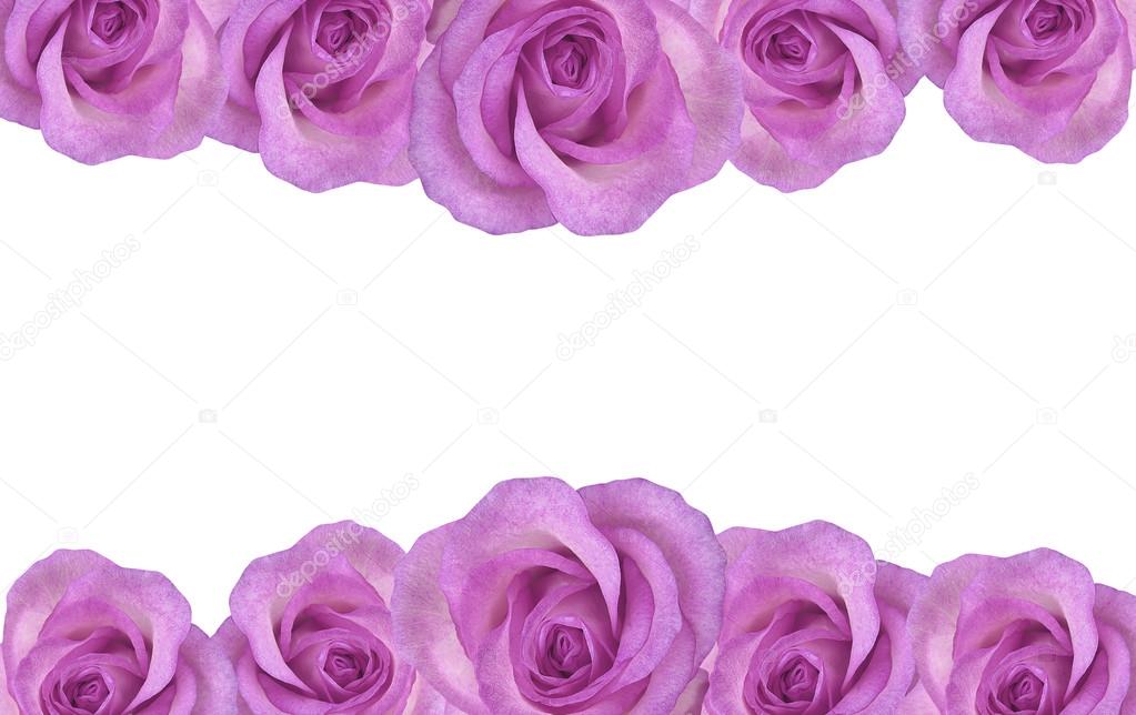 Purple Roses Border