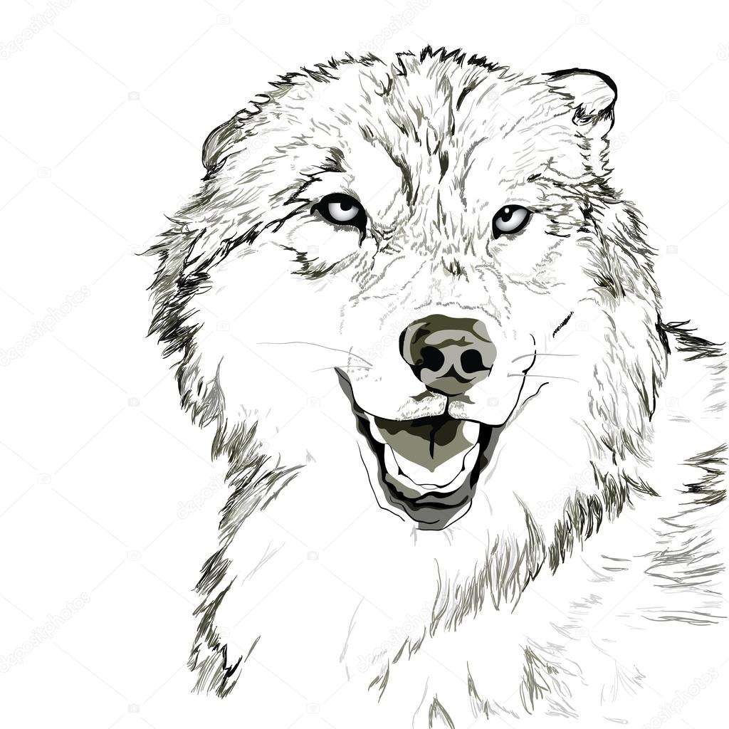 Wolf Muzzle Sketch Stock Vector Image By ©elementxdd 61944709