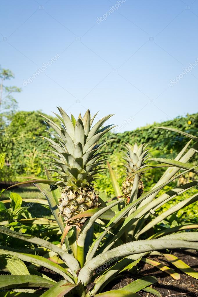 Ananas boom in de ochtend — Stockfoto © amstockphoto #66367377