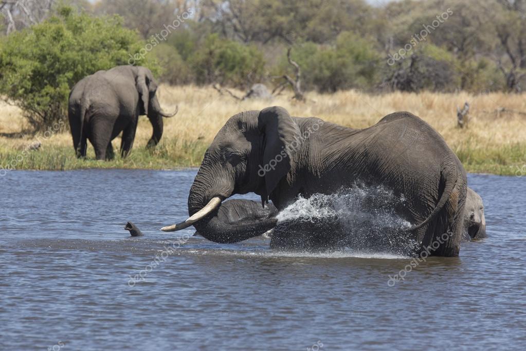 African elephants bathing in a river — Stock Photo © PapaBravo #55758633