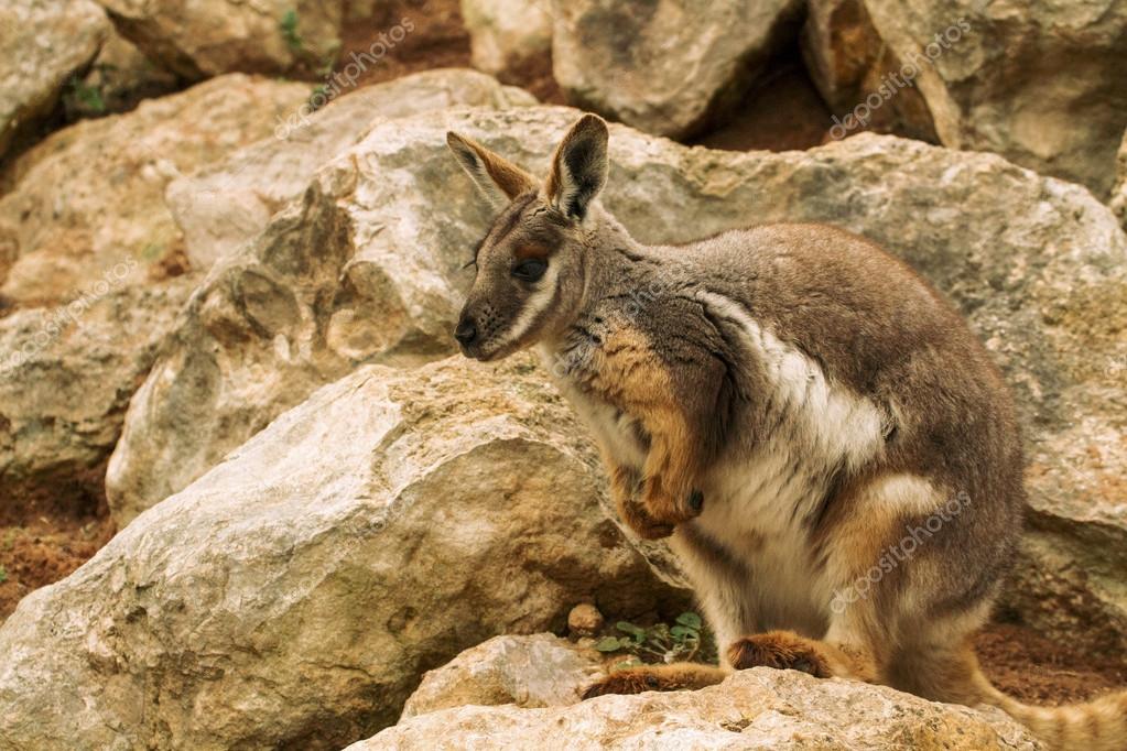 Australian Rock Wallaby — Stock Photo © Whitepointer #55943645