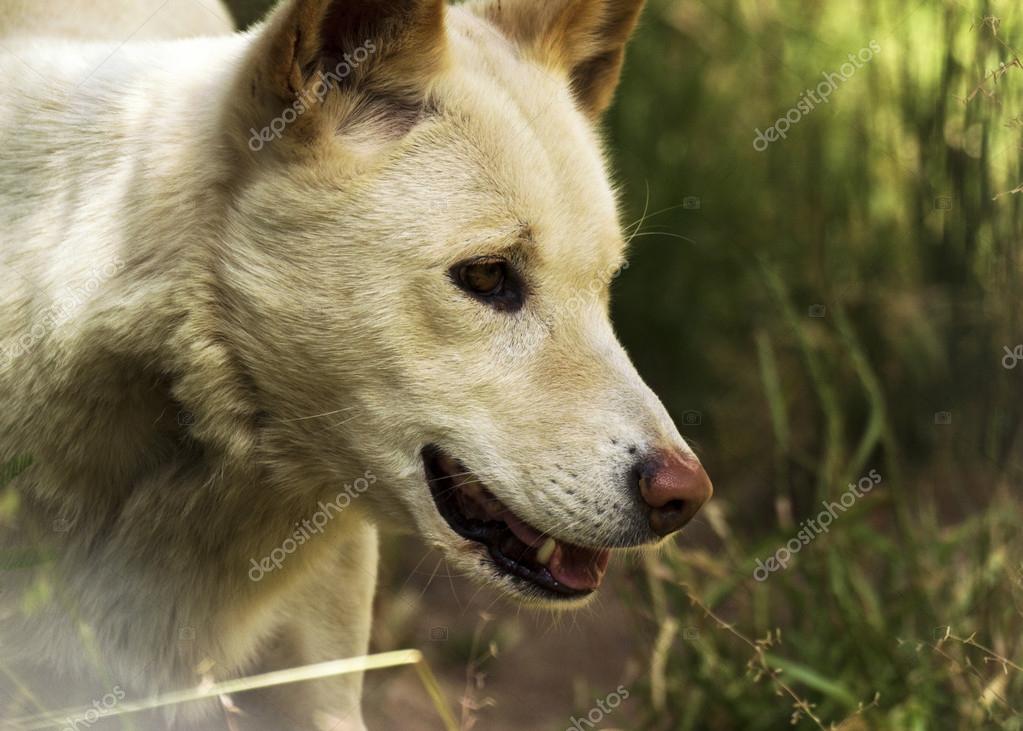 Dingo (Canis lupus dingo), Albino Stock Photo by ©Whitepointer 59341297