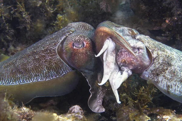 Giant cuttlefish Stock Photos, Royalty Free Giant cuttlefish Images ...