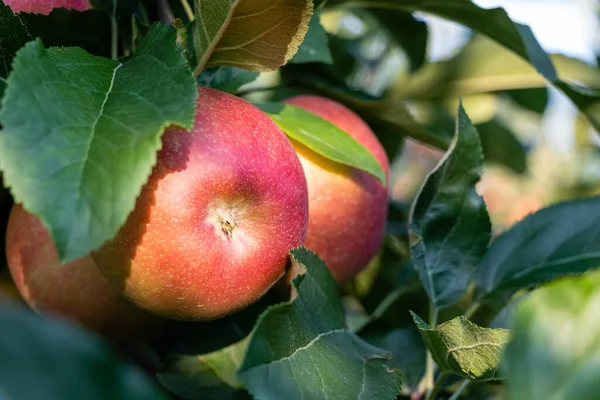 Ripe Royal Gala apples on an apple tree at Serbia apple orchard before ...