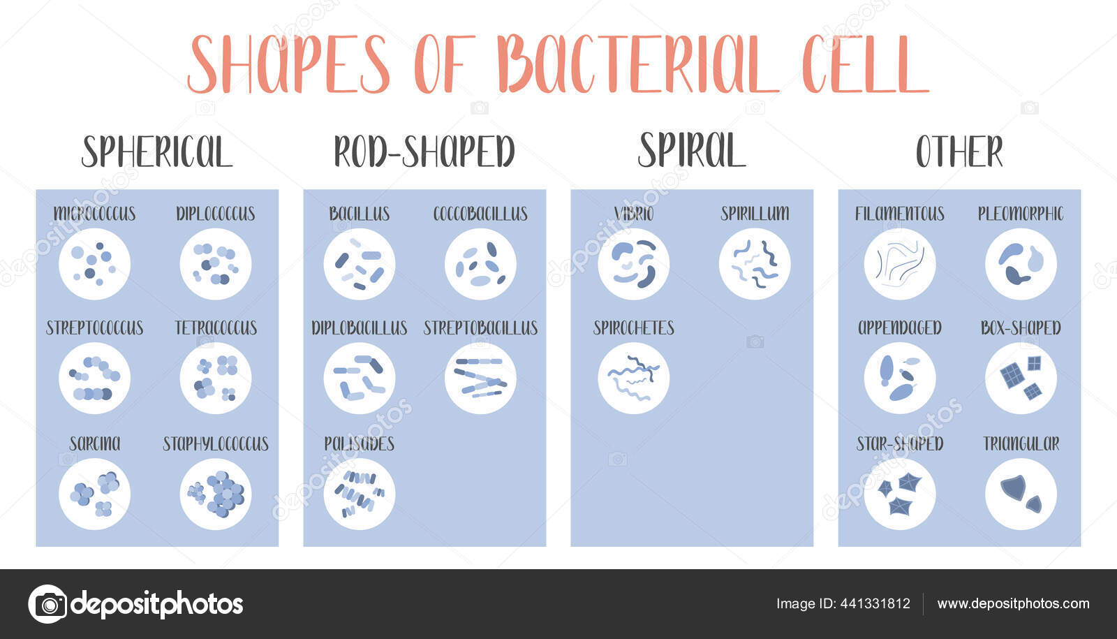 Clasificación Bacteriana Formas Bacterias Tipos Diferentes Formas ...