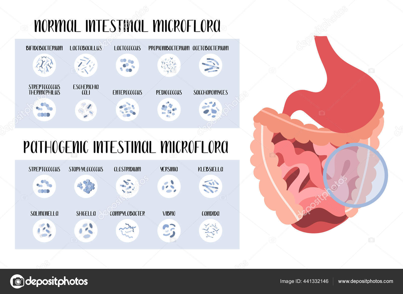 Intestinal Microflora