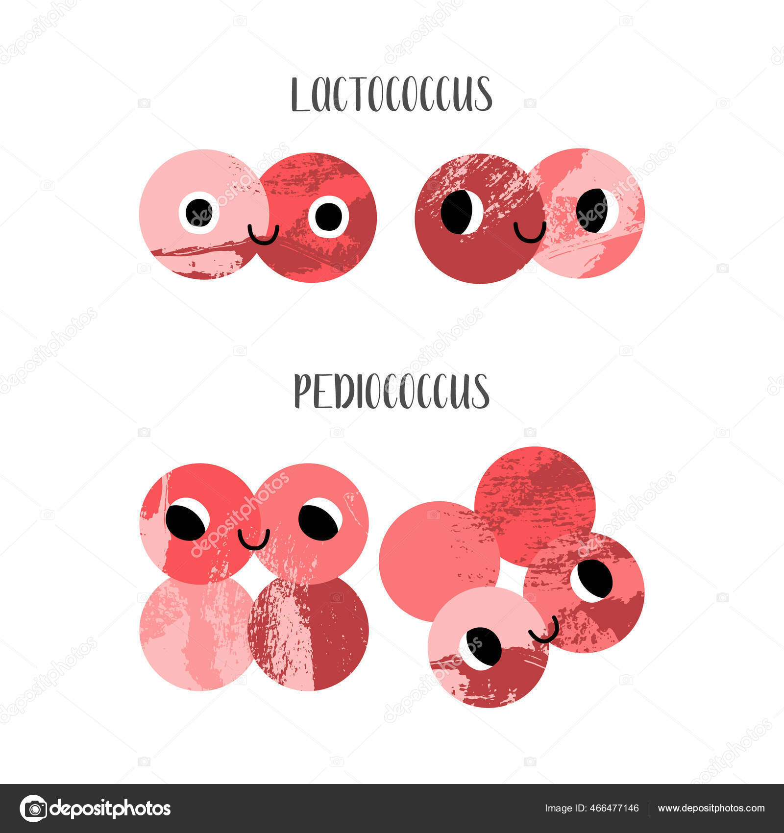 Lactococcus Pediococcus Cute Lactic Acid Bacteria Character Probiotics ...