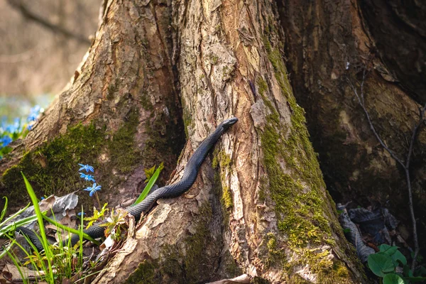 Snake in a tree Stock Photos, Royalty Free Snake in a tree Images ...