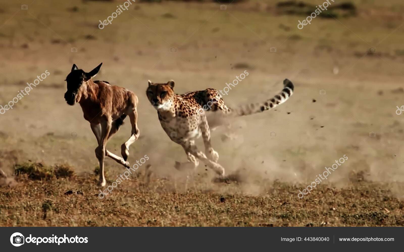 Stunning Footage Cheetah Chasing Its Prey Wild Slow Motion Stock Photo ...
