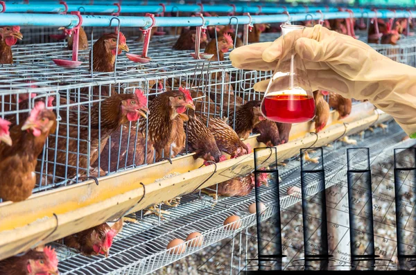 Egg chicken farm with Chemical Laboratory - Stock Image - Everypixel