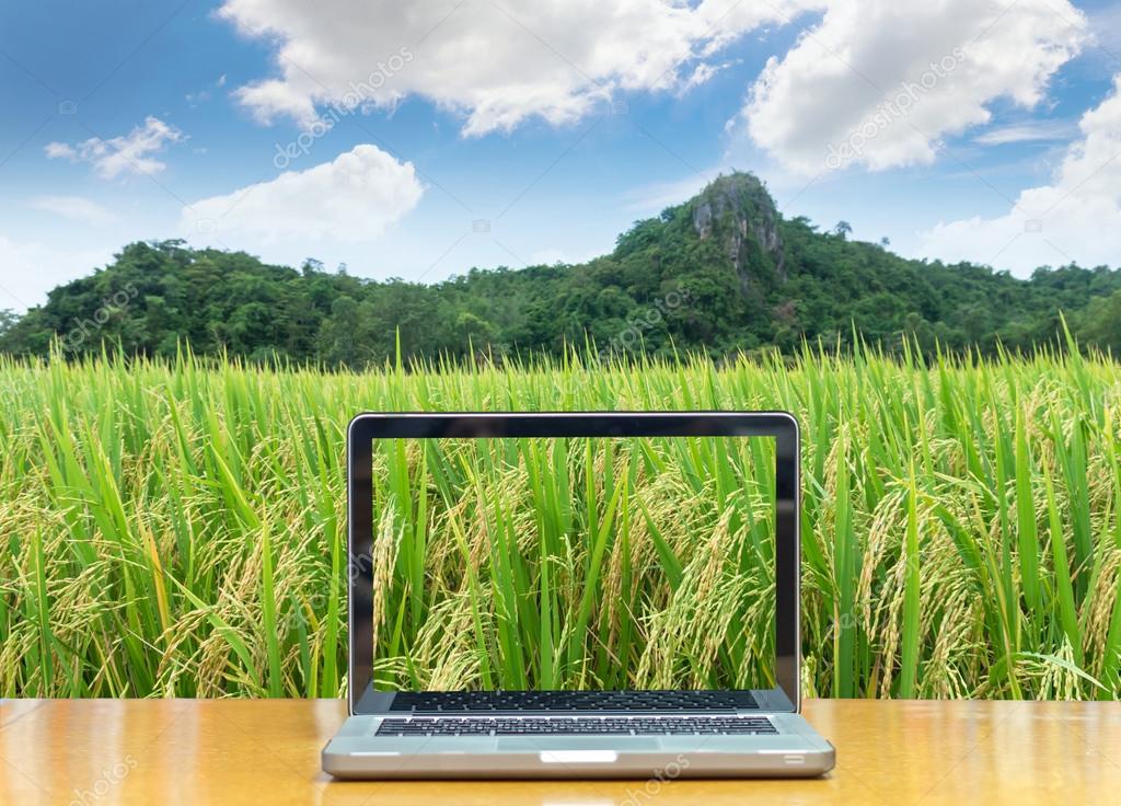 Computer laptop on Rice field — Stock Photo © Tzido #116312748