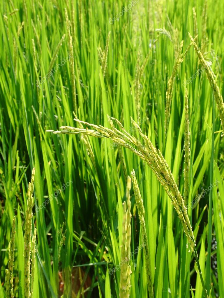 Rice growing in a paddy field — Stock Photo © neillangan #89687000