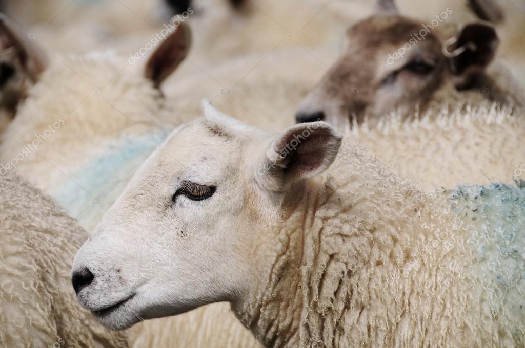 Many sheep closeup — Stock Photo © neillangan #89690252