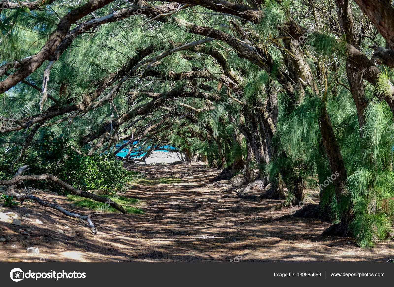 Tropical tree branches stretching over a trail create a grand entrance ...