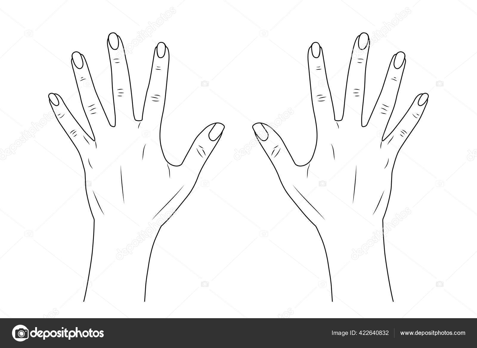 Cartoon Hands Isolated White Background Vector Illustration Stock ...