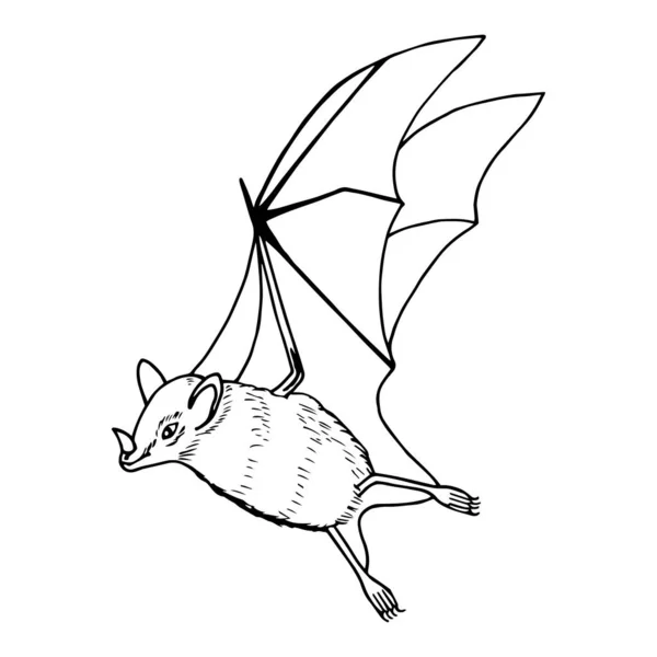 Snail Vector Stock Illustration Outline Isolate White Background Hand ...